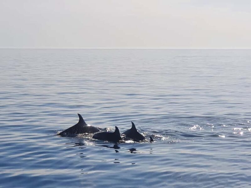 Funtana: Dolphin safari, drinks included - Practical Details and Tips