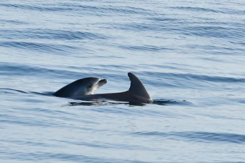 Funtana,Vrsar: Dolphin safari, drinks included - Scenic Coastal Navigation