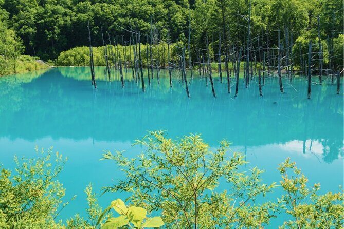 Furano and Biei Special Complete package - Who Should Consider This Tour?