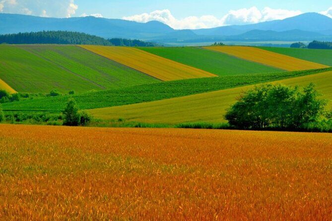 Furano & Biei 4 hour Tour: English Speaking Driver only, No Guide - An In-Depth Look at the Furano & Biei Private Tour