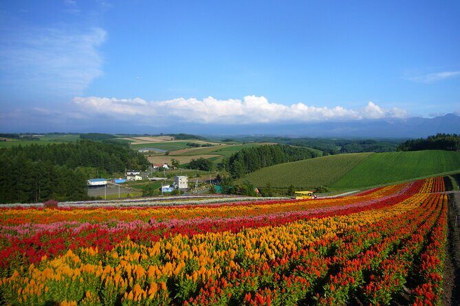 Furano, Biei & Blue Pond Full-day Private Tour (Up to 9~21 pax) - Key Points