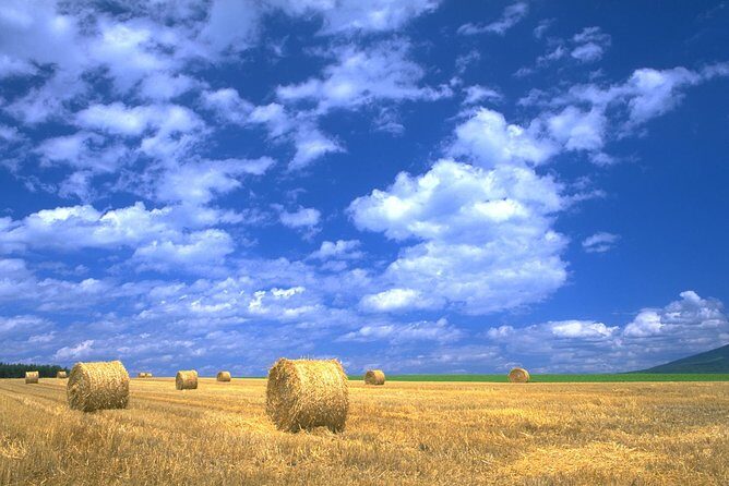 Furano & Biei Customised Private Day Tour (Up to 3 Pax/11 Hours) - An In-Depth Look at the Experience