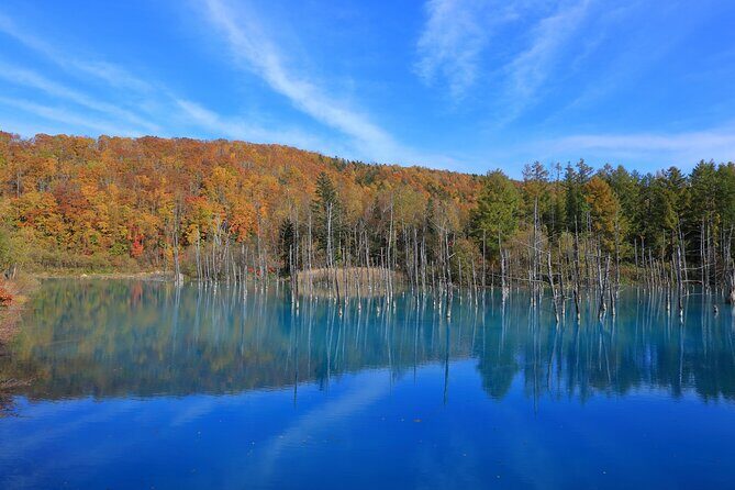 Furano Biei Tour Sapporo DEP: English Speaking Driver, No Guide - Transportation, Timing, and Value