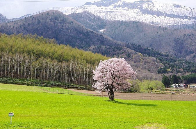 Furano Private Customizable Full Day Tour - The Sum Up