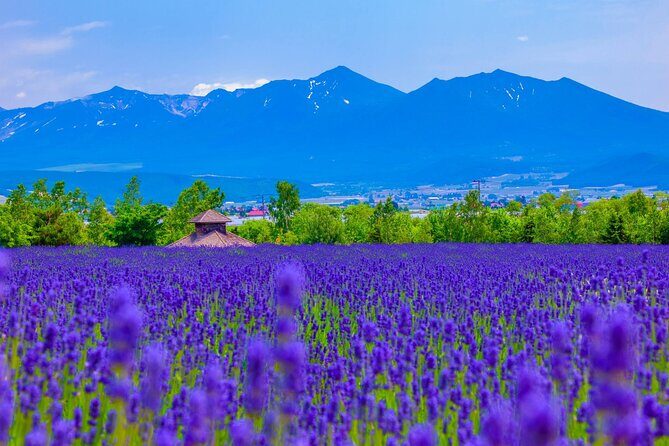 Furano Private Customizable Half Day Tour - Final Reflection