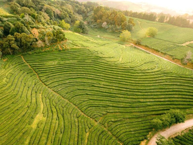 Furnas: Tea Plantations, Lake and Volcano Guided Tour - Pineapple Plantations and Local Shopping