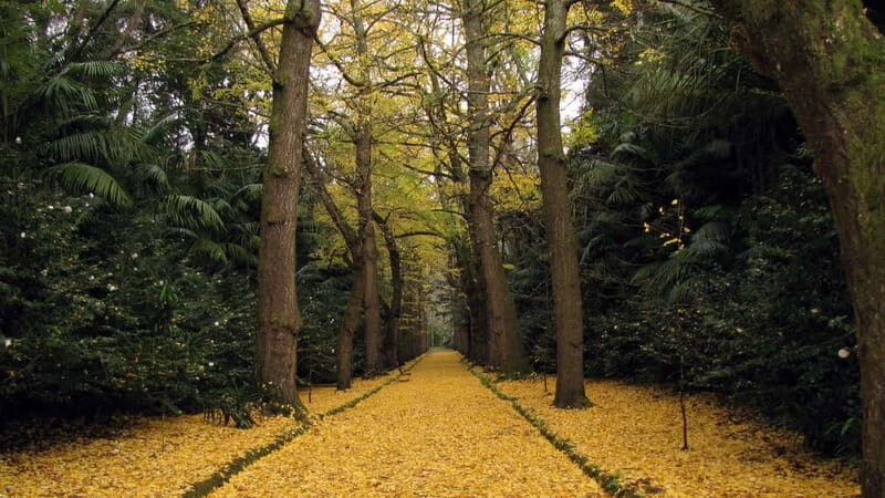Furnas & Terra Nostra Gardens Biologist-guided Tour +lunch - What to Expect from the Tour