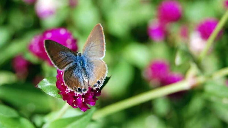 Furnas & Terra Nostra Gardens Biologist-guided Tour +lunch - Who Will Love This Tour?