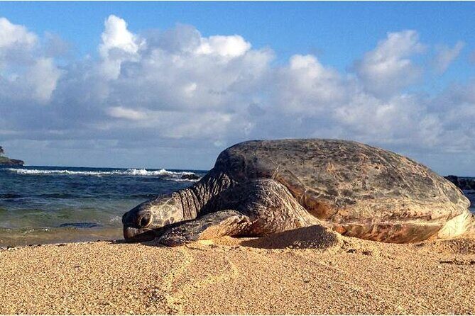 FUV Self Guided Island Adventure Tour - The Reviews Speak for Themselves