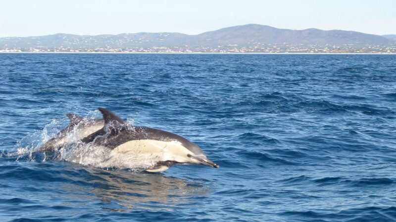 Fuzeta: Dolphin Observation Tour - Concluding Thoughts