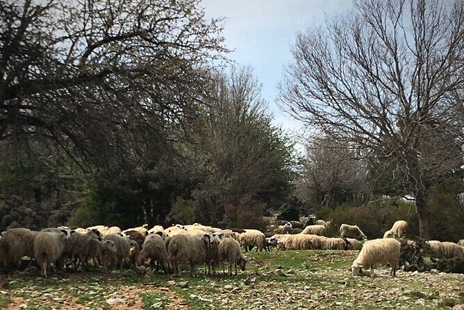 Fygou and Agia Irini Gorge Loop Half Day Hiking Tour - FAQ