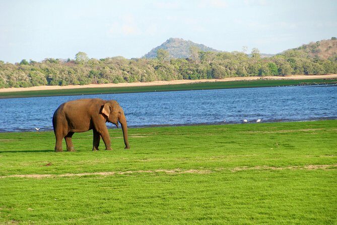 Gal Oya National Park Safari - Key Points