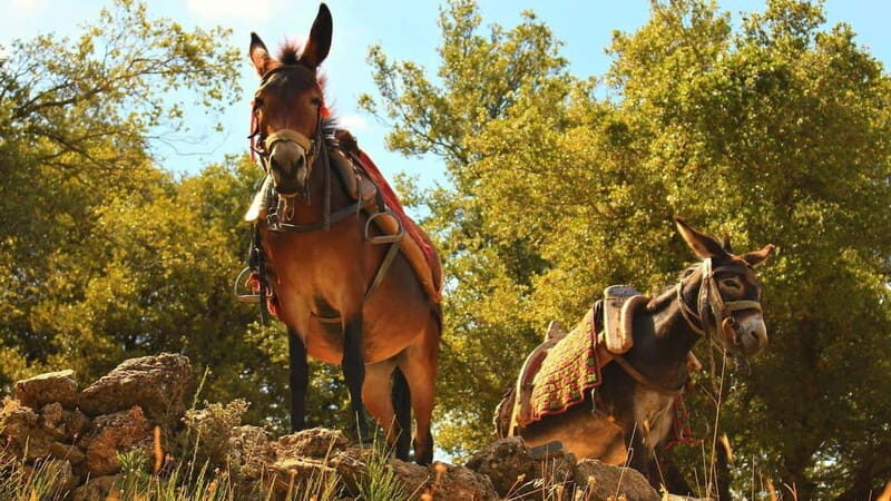 Galicica and Elsani: Macedonian evening with Lale Tours - An In-Depth Look at the Tour Experience