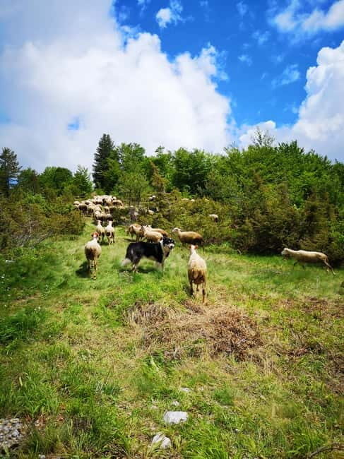 Galicica and Elsani: Macedonian evening with Lale Tours - What Travelers Are Saying