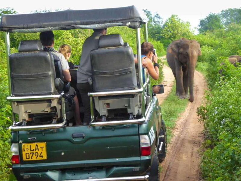 Galle: All Inclusive Morning Leopard Safari in Yala -Private - Key Points