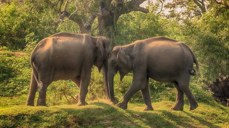 Galle: All Inclusive Morning Leopard Safari in Yala -Private - The Value of the Experience