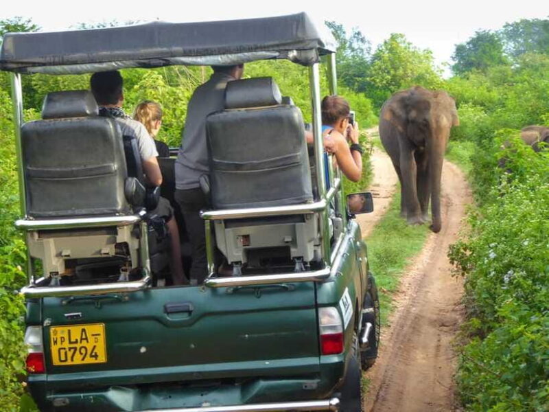 Galle: All Inclusive Morning Leopard Safari in Yala -Private - Who Will Love This Tour?