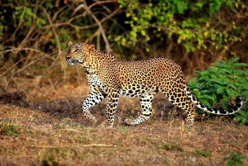 Galle: All Inclusive Morning Leopard Safari in Yala -Private - FAQs