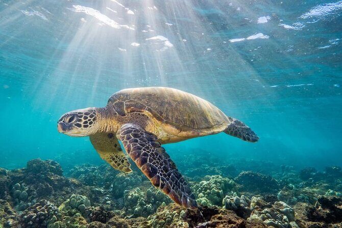 Galle & Benthota Full Day Tour From Colombo - Key Points