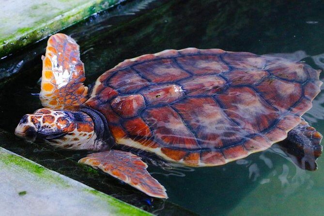 Galle day tour - FAQ