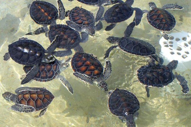 Galle Day Tour - A Closer Look at the Galle Day Tour