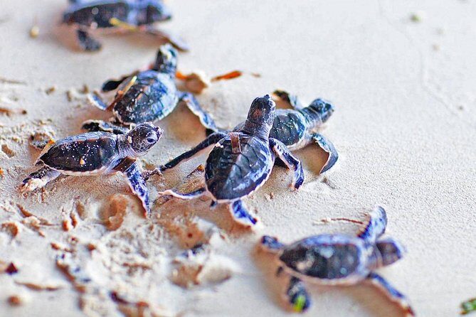 Galle Day Tour From Colombo (All Inclusive) - Practical Aspects of the Tour