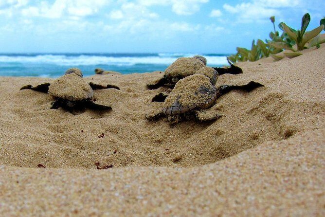 Galle Day Tour from Colombo/Negombo by Private Car or Van - Sea Turtle Farm: Conservation and Cuteness