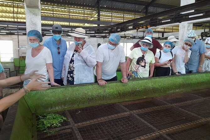 Galle Day Tour with River Safari, Tea Plantation & Sea Turtle - A Full Breakdown of the Tour Experience