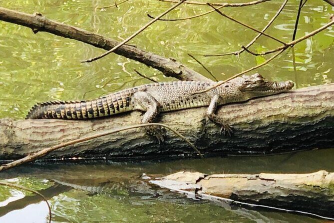 Galle Day Tour with River Safari, Tea Plantation & Sea Turtle - In The Sum Up: Who Will Love This Tour?