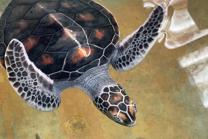 Galle Day Tour with Turtle Hatchery & River Boat Safari - Analyzing the Experience