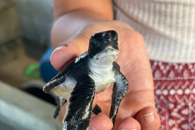 Galle Day Tour with Turtle Hatchery & River Boat Safari - Frequently Asked Questions