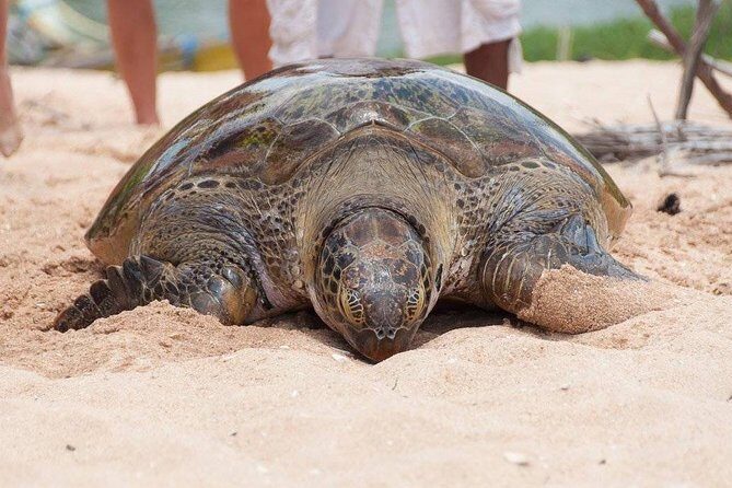 Galle Day Trip From Colombo - FAQ about the Galle Day Trip