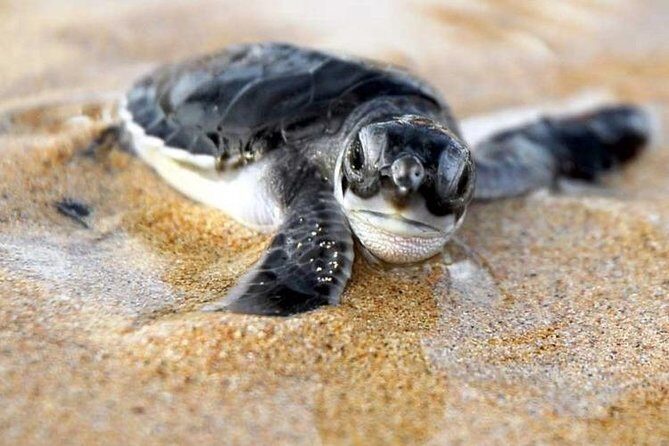 Galle Day Trip From Colombo - Final Thoughts