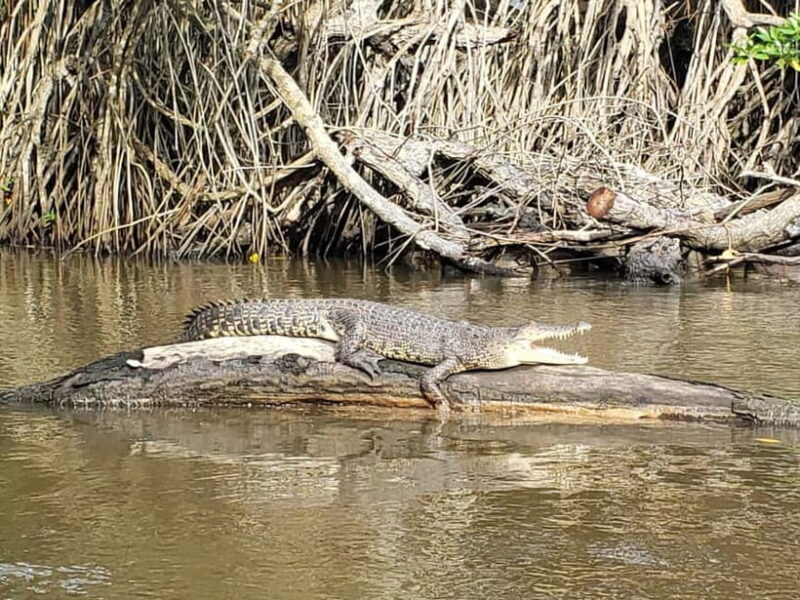 Galle Day Trip - River Safari, Sea Turtle & Stilt Fishermen - FAQs