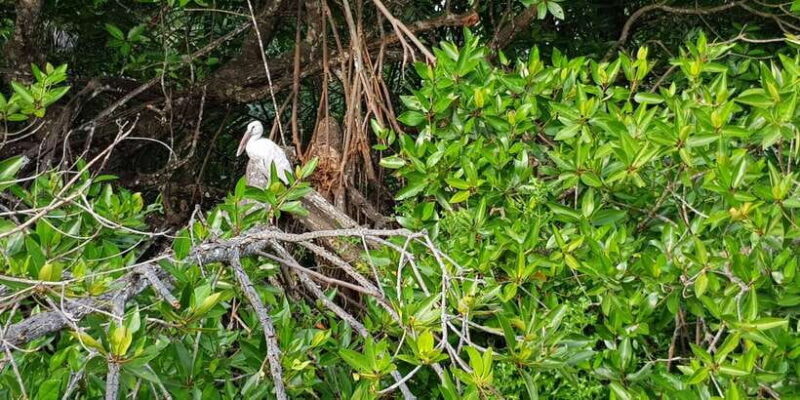 Galle Day Trip with River Safari, Sea Turtles & Tea Factory - An In-Depth Look at the Tour