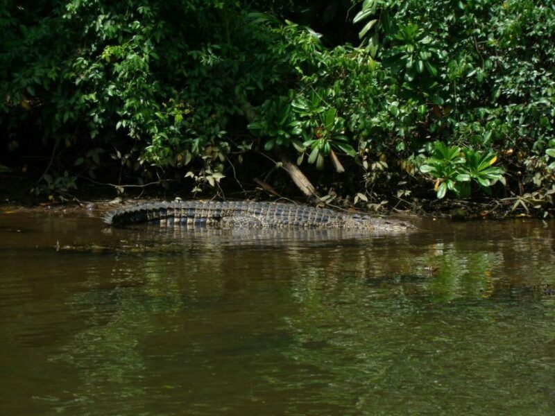 Galle Day Trip with River Safari, Sea Turtles & Tea Factory - FAQ