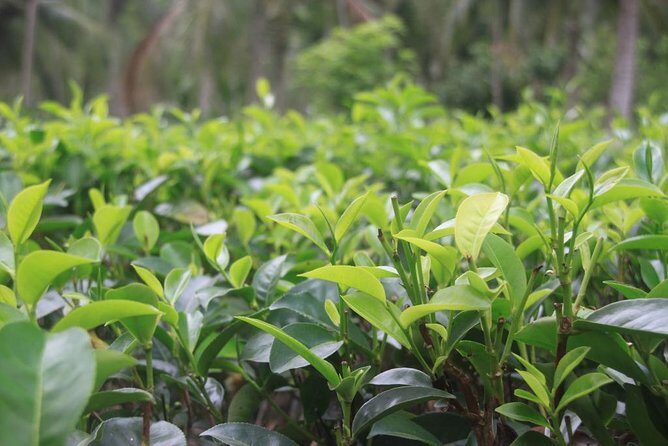 Galle Fort And Tea Factory Visit - Authentic Experiences and Genuine Value