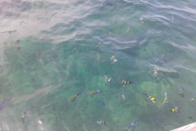 Galle fort day tour from colombo Explore Galle Madu River in a day trip - Key Points