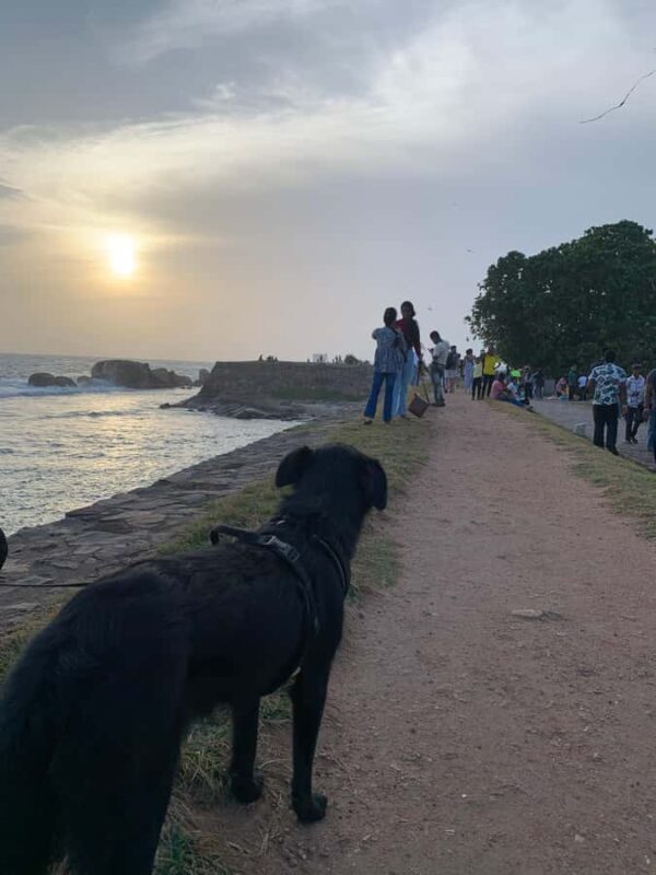 Galle Fort Walk with Elephant Painting & Local Ice cream - The Ice Cream Break: A Personal Touch