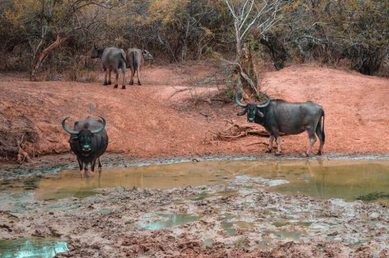 Galle/Hikkaduwa/Bentota/Kosgoda: Yala National Park Safari - Experience Provider