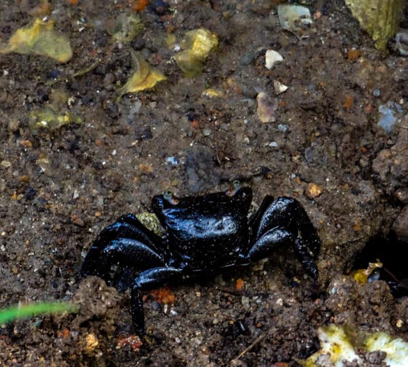 Galle: Mangrove Nature Walk with Local Guide - Key Points