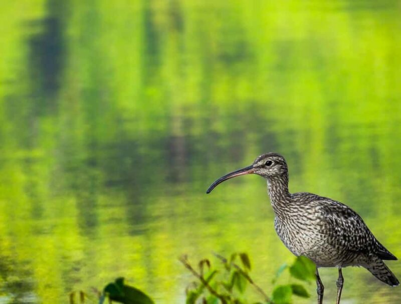 Galle: Mangrove Nature Walk with Local Guide - What to Expect from the Tour