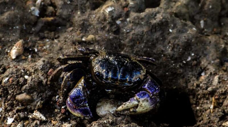 Galle: Mangrove Nature Walk with Local Guide - The Experience Provider and Pricing