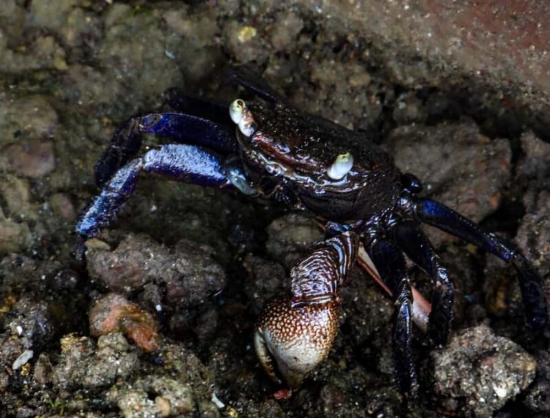 Galle: Mangrove Nature Walk with Local Guide - Why This Tour Is Worth It