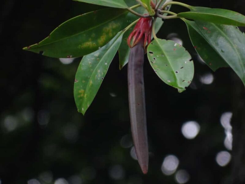Galle: Mangrove Nature Walk with Local Guide - Who Should Consider This Tour?