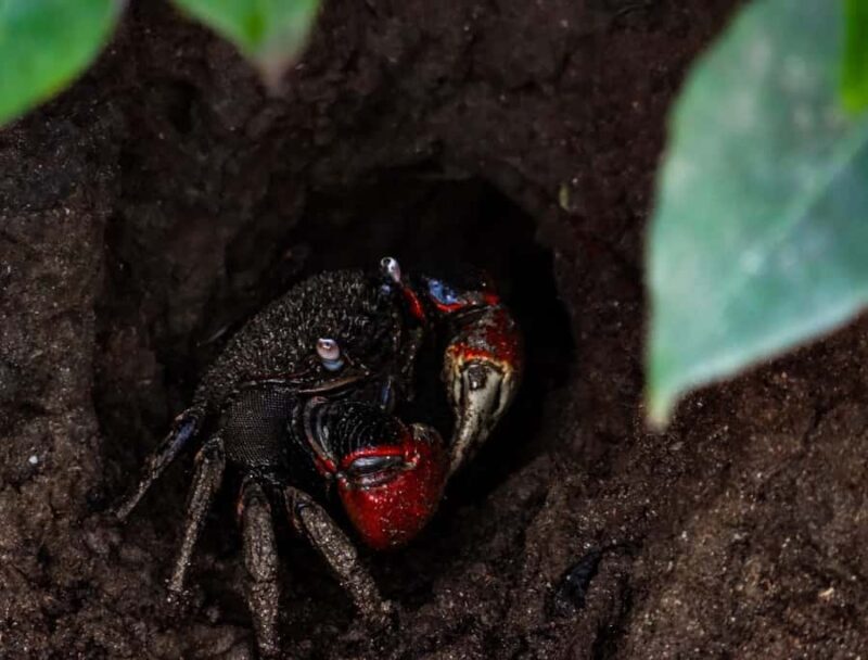 Galle: Mangrove Nature Walk with Local Guide - Final Thoughts