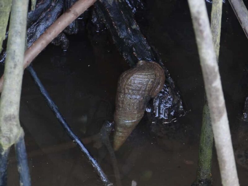 Galle: Mangrove Nature Walk with Local Guide - FAQ