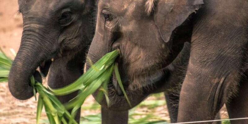 Galle/Mirissa/Hikkaduwa: Transfer to Ella & Udawalawa Safari - Who Should Consider This Tour?