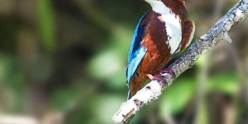 Galle/Mirissa/Hikkaduwa: Transfer to Ella & Udawalawa Safari - The Sum Up