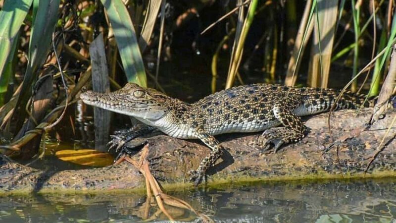 Galle/Mirissa: Koggala Lake Boat Safari and Kayaking Tour - FAQs